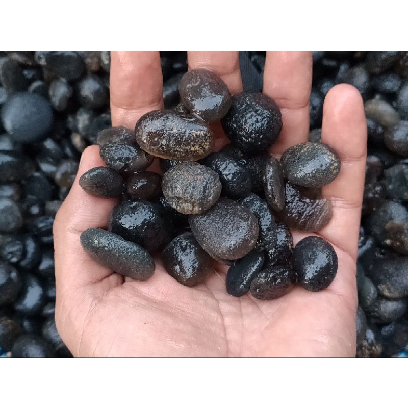 Jual BAHAN BATU AKIK SOLAR MUARO BUNGO JAMBI | Shopee Indonesia