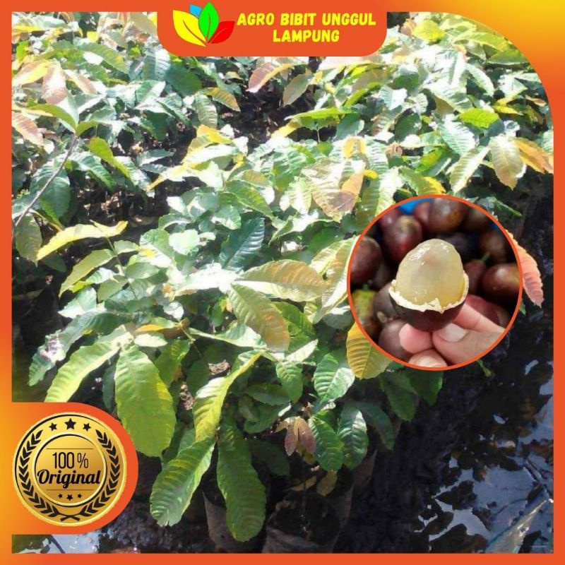 Jual Bibit Matoa Tanaman Super Genjah Cepat Berbuah | Shopee Indonesia