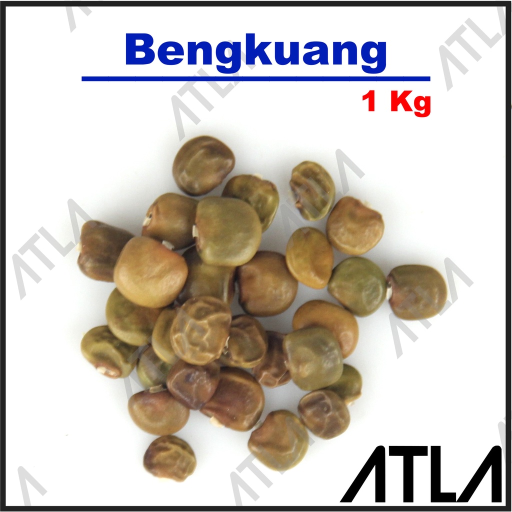 Jual Benih Bengkuang 1 kg Biji Umbi Buah Bibit Tanaman Bengkoang Putih ...