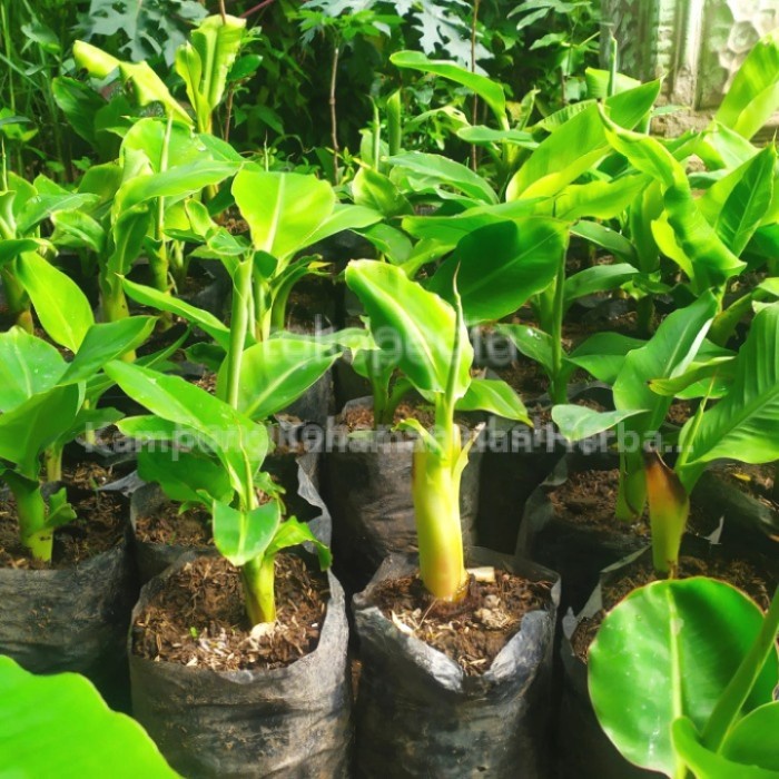 Jual Paket 4 bibit pohon pisang/ Raja, Bawen, Nangka, Ambon | Shopee ...