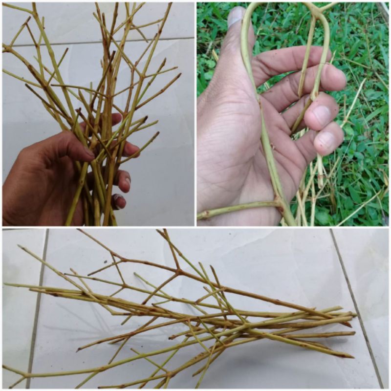 Jual 10 batang Ranting kayu senggani kupasan bahan craft, kerajinan dll ...