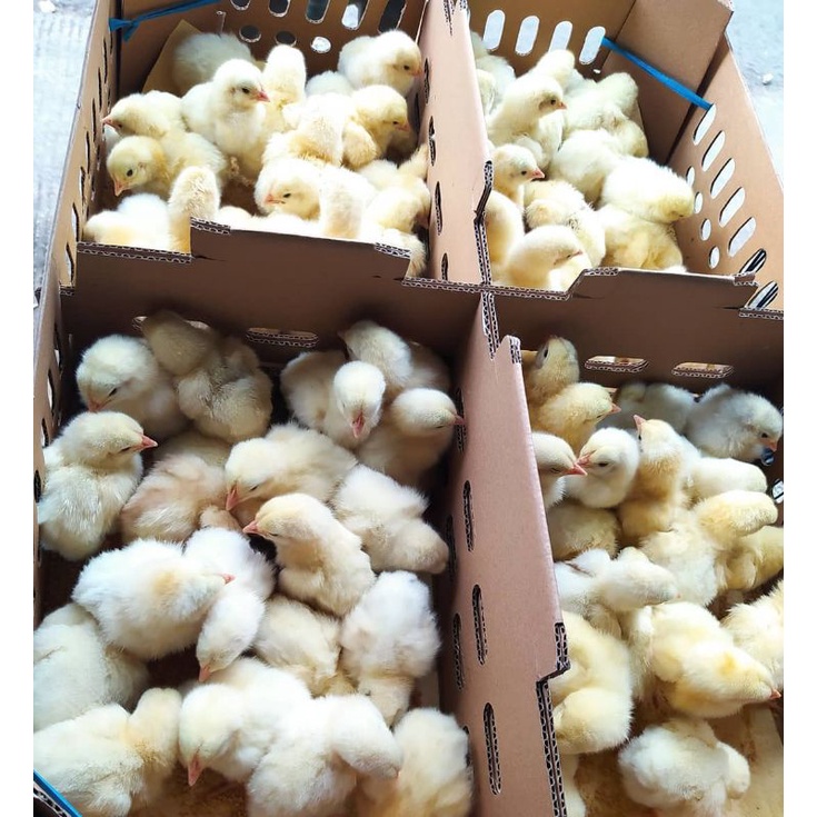 Jual ANAK AYAM BROILER 1 BOX ISI 102 EKOR - DOC AYAM BROILER - GRATIS ...