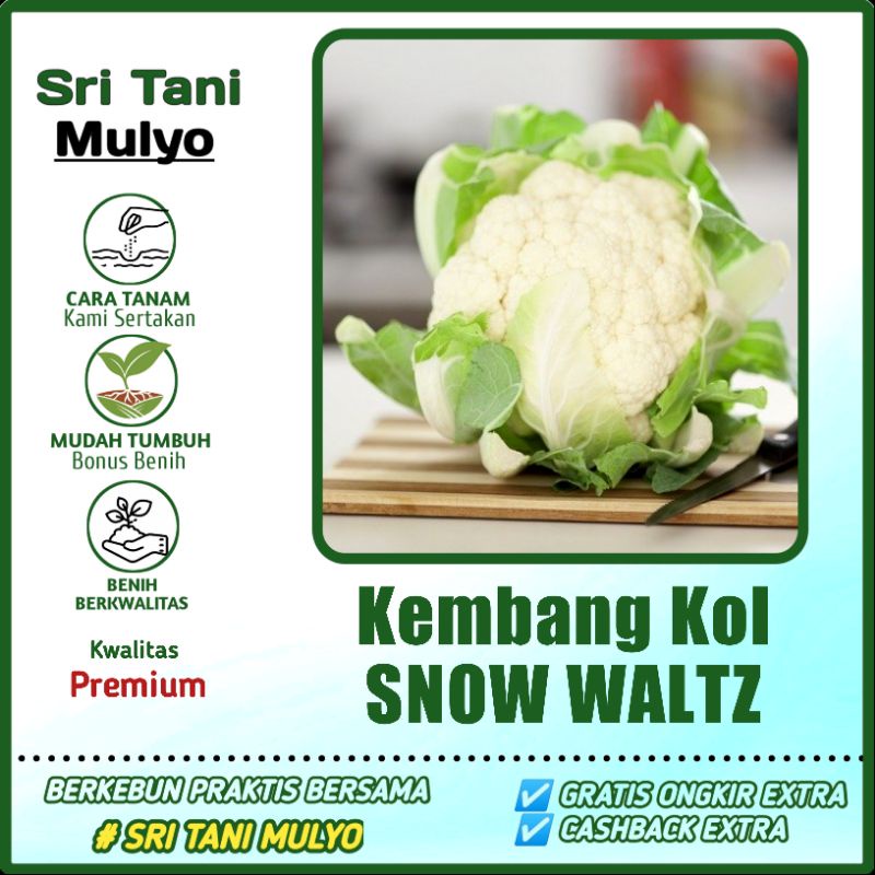 Jual 15 Biji - Benih Kembang Kol SNOW WALTZ Bunga Kol Unggul Import ...