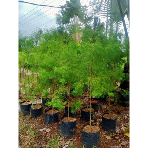 Jual tanaman Cemara balon | Shopee Indonesia
