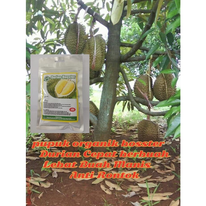 Jual Pupuk Booster Organik Pelebat Buah Durian dan Perangsang Durian Agar Cepat Berbuah Lebat ...