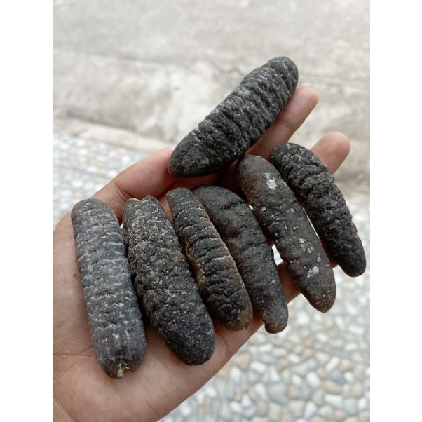 Jual Teripang Kering/Teripang Gamat/Teripang GOSOK/Teripang Pasir ...