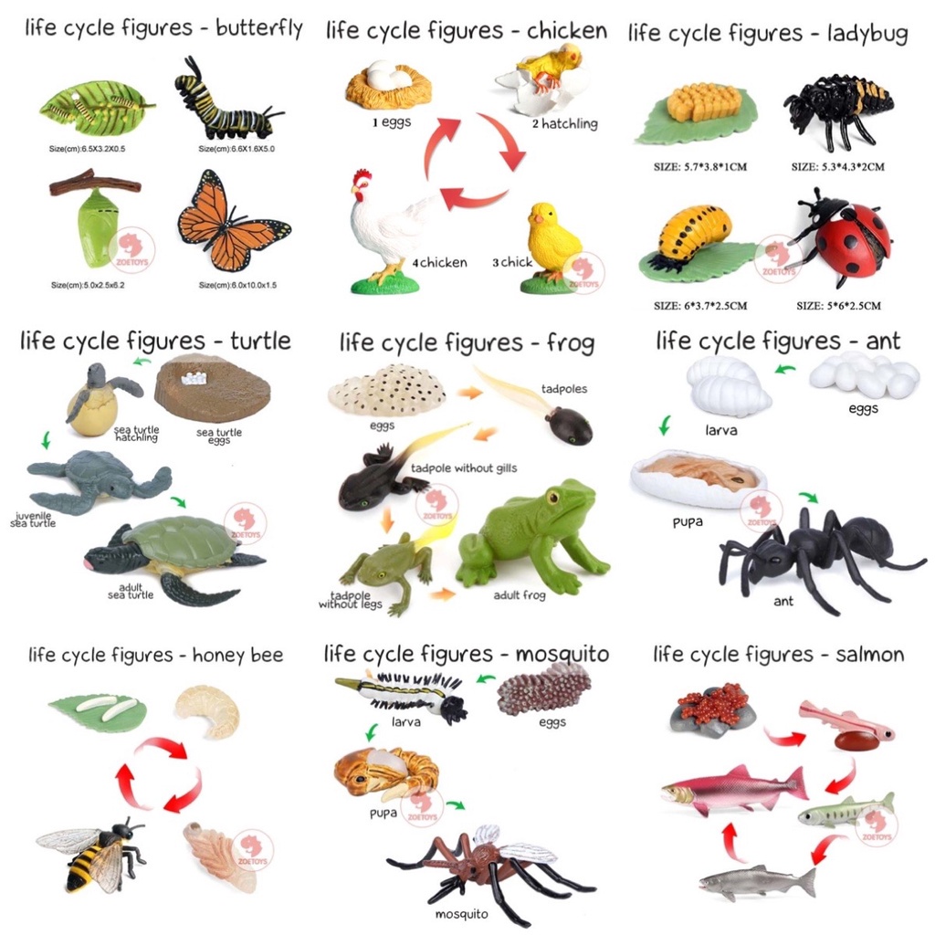Jual Zoetoys Life Cycle Figures Set | Tray Miniatur Animal of Ant Bee ...