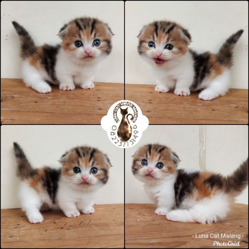 Jual kucing munchkin gaelic fold | Shopee Indonesia