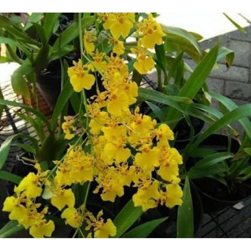 Jual Anggrek Oncydium Golden Shower | Shopee Indonesia