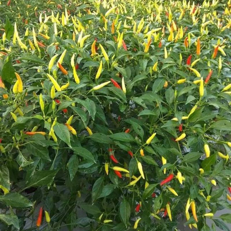 Jual 35 Benih Cabe Rawit Putih Merunduk Cabai Unggul Berkualitas ...