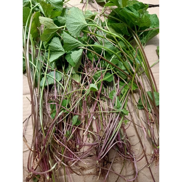 Jual pegagan batang merah fresh | Shopee Indonesia