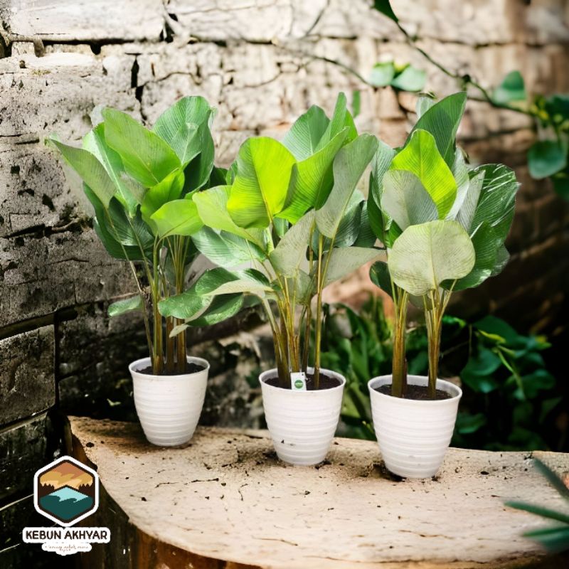 Jual calathea lutea tanaman hias calatea luthea kalatea pisang pisangan ...