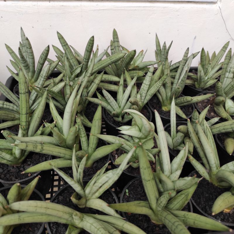 Jual Sansevieria BONCEL PLATINUM CROSS | Shopee Indonesia