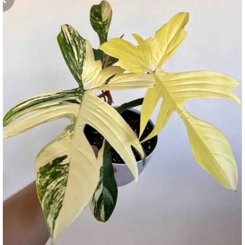 Jual tanaman hias Pillo dendro merpati varigata/Pillo dendro ghost ...