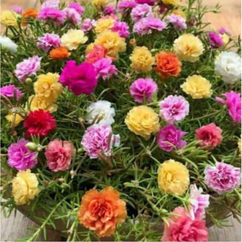 Jual Bunga Krokot / Pukul 9 ( perbatang ) | Shopee Indonesia