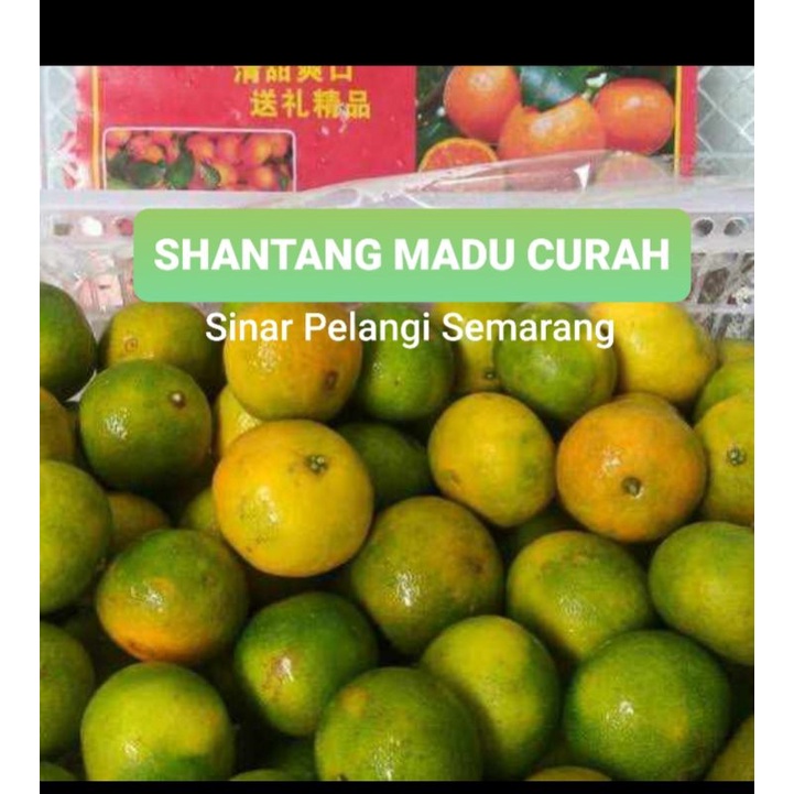Jual JERUK IMPORT : PONKAM, WOKAM,KINO, SHANTANG ORANGE, SHANTANG MADU ...
