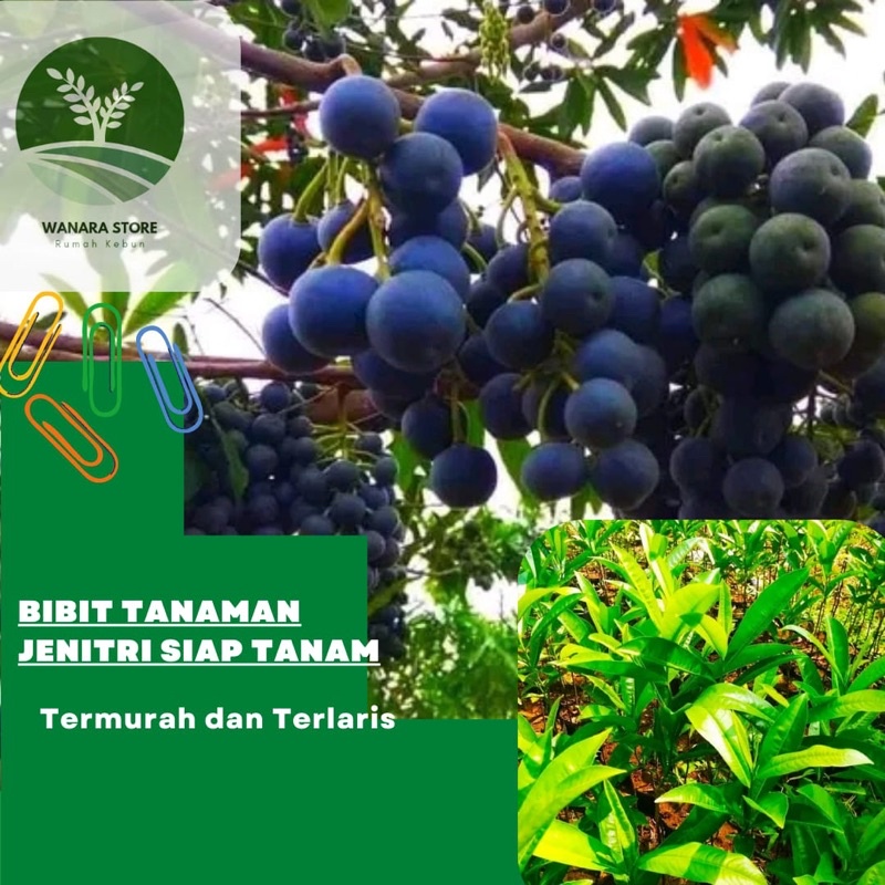 Jual Bibit Pohon Jenitri Rudaksa Super Unggul | Shopee Indonesia
