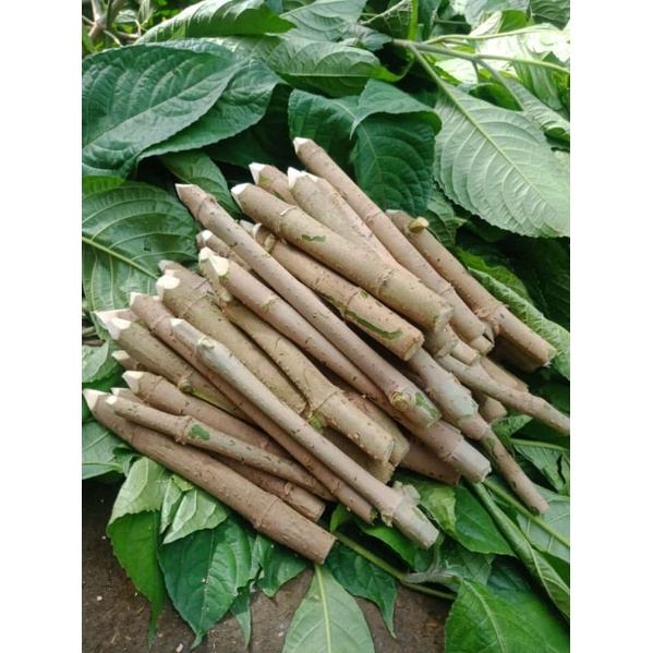 Jual Stek Bibit Trichanthera Gigantea Pakan Ternak | Shopee Indonesia