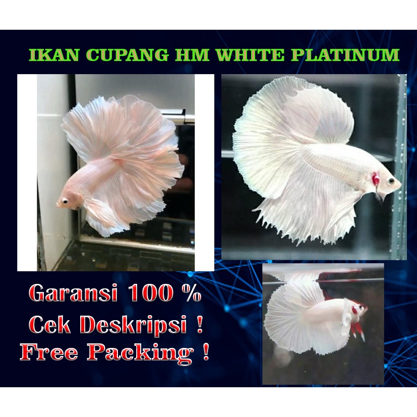 Jual ikan hias - ikan cupang HALFMOON WP Platinum Male - warna putih ...