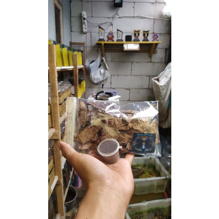 Jual DAUN KETAPANG LAUT OLAHAN DAN PELET | Shopee Indonesia