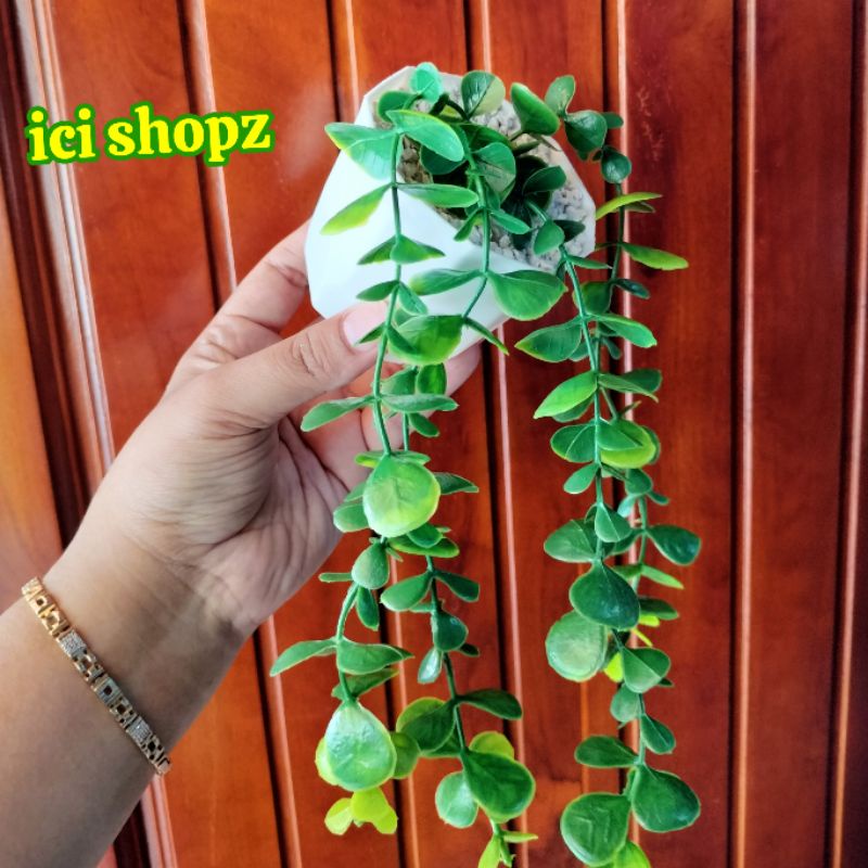 Jual Daun Juntai + Pot Permata 8Cm | Shopee Indonesia