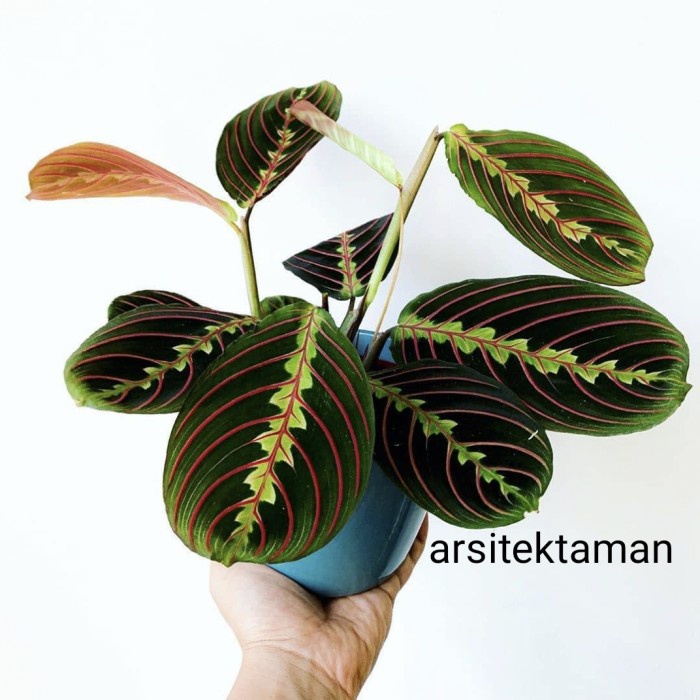 Jual tanaman calathea striped pink - maranta leuconeura - levonero ...
