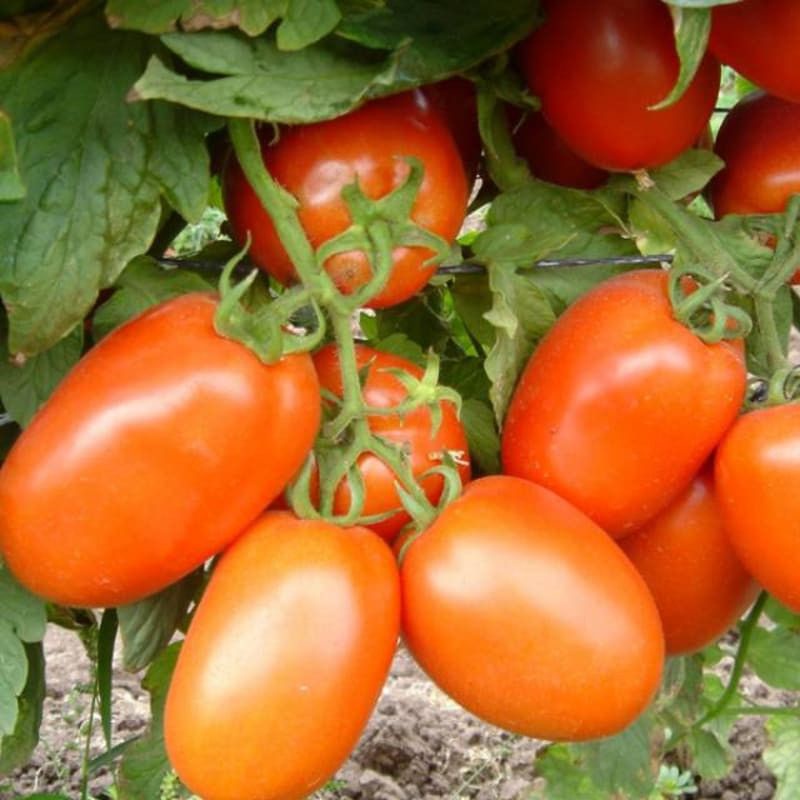 Jual 8 Biji - Benih Tomat Buah Besar daging tebal HIBRIDA / Benih ...