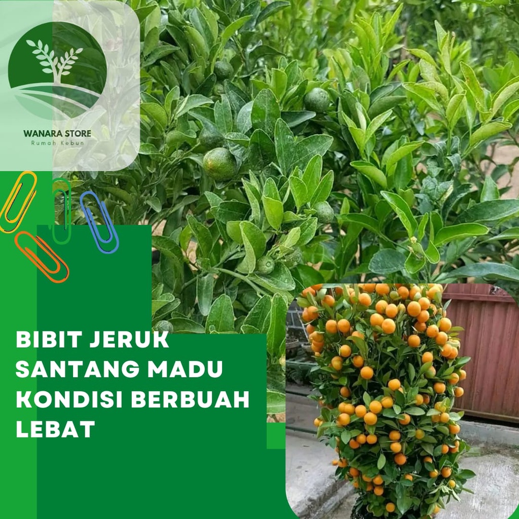 Jual Jeruk Santang Madu Kondisi Berbuah Manis | Shopee Indonesia