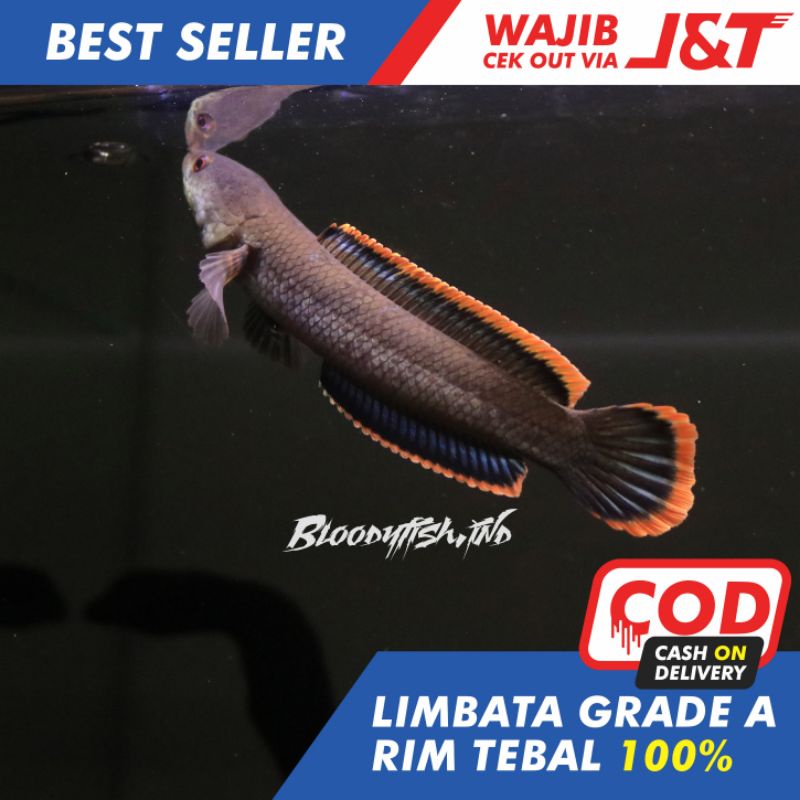 Jual BABY LIMBATA CB | LIMBATA | LIMBATA RIM TEBAL | LIMBATA GRADE A ...