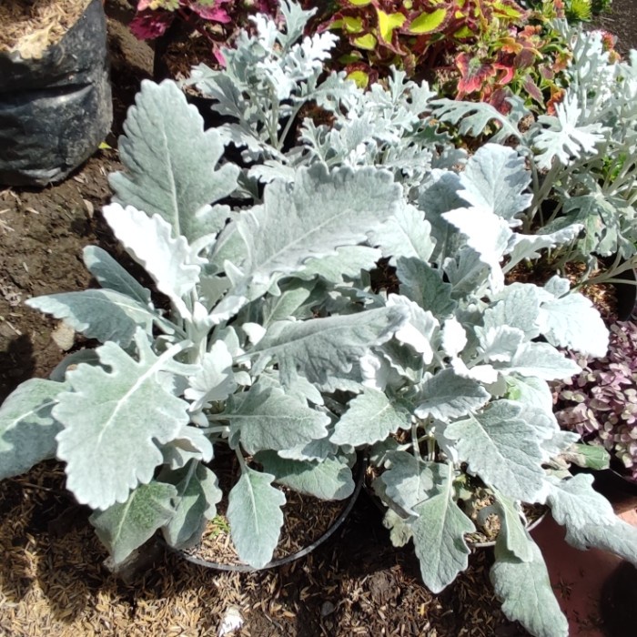 Jual """""] tanaman daun perak real pic ready surabaya | Shopee Indonesia