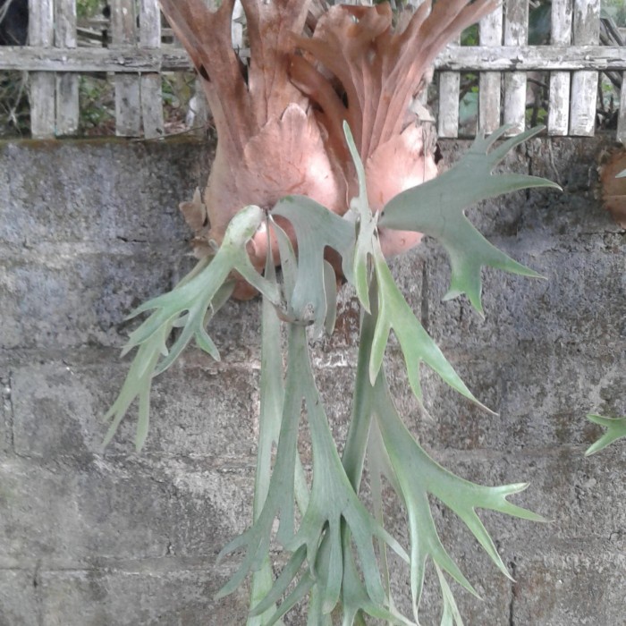 Jual yang dicari] Tanaman Hias Simbar Menjangan / Tanduk Rusa ...