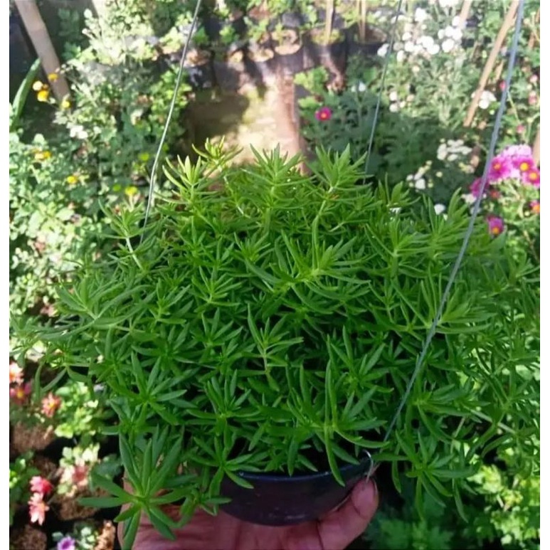 Jual tanaman hias rumput jarum/tanaman gantung sedum hijau | Shopee ...