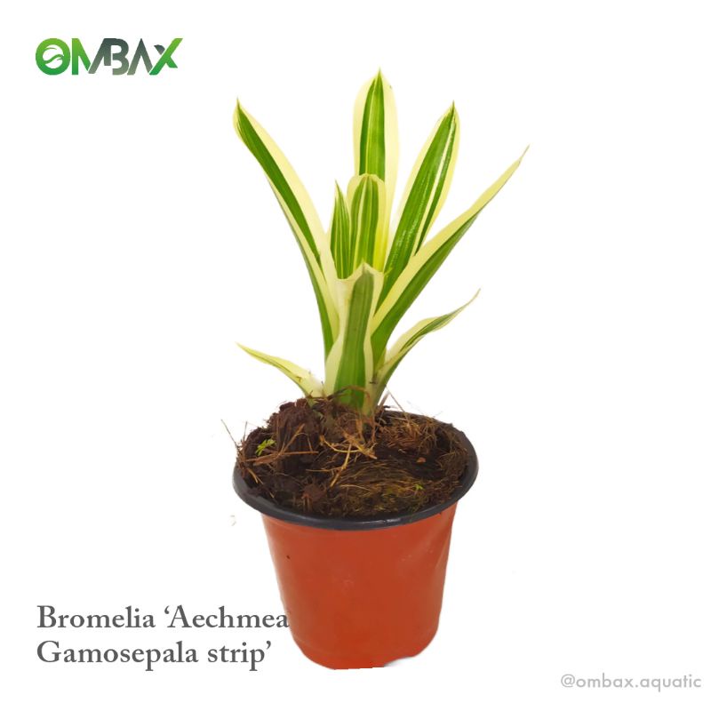 Jual Bromelia 'Aechmea Gamosepala Strip' - Tanaman Mini / Paludarium ...