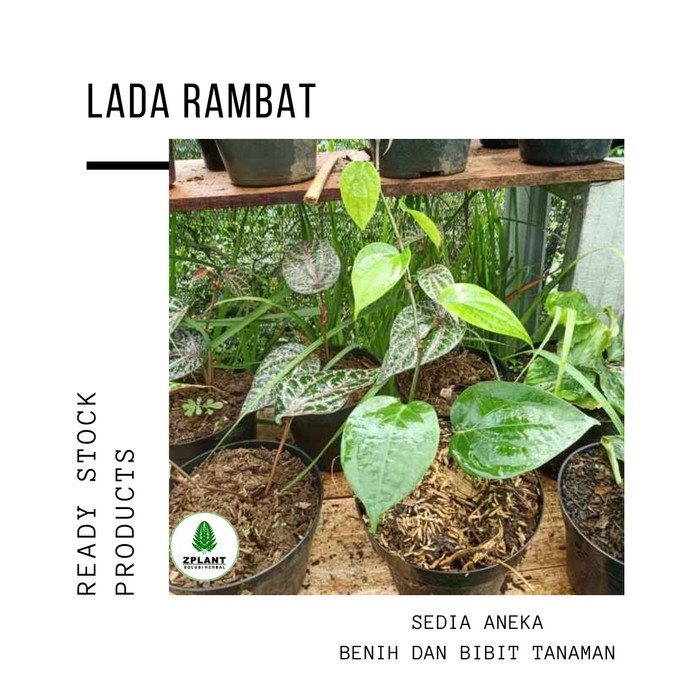 Jual Bibit Lada Rambat Pohon Buah Merica Panjat Rambai CCCC | Shopee ...