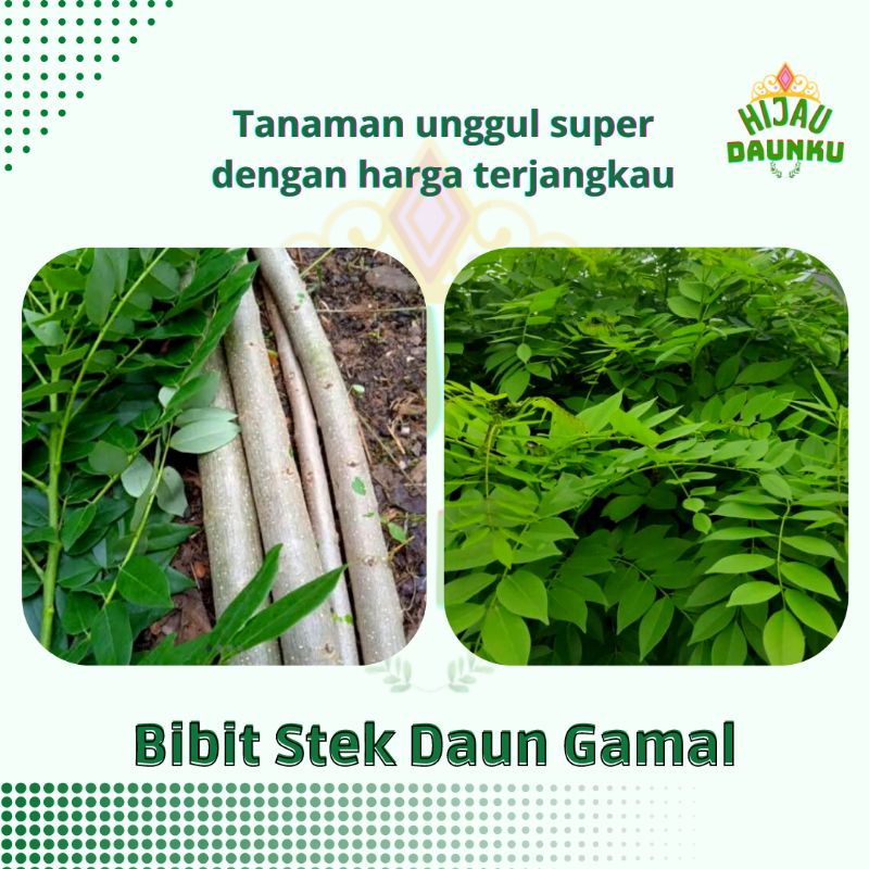 Jual Stek Pohon Daun Gamal 20-30cm Segar Kleresede Gliricidia Sepium ...