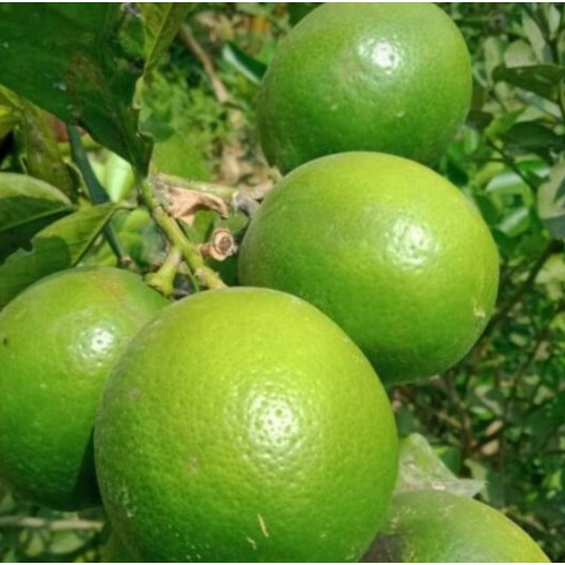 Jual JERUK LEMON CALOFORNIA LEMON KALIFORNIA IMPOR 1 KG | Shopee Indonesia