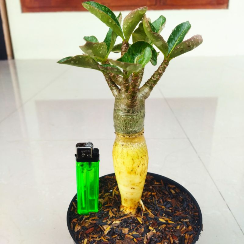 Jual Adenium NOMSOD.DD ( AKAR EMAS ) | Shopee Indonesia