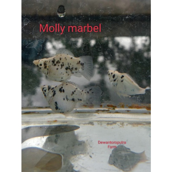 Jual molly balon marble | Shopee Indonesia