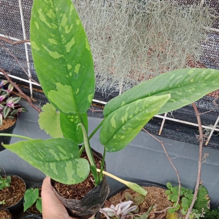 Jual homalomena army tanaman hias, foto asli, tanaman hias unik ...