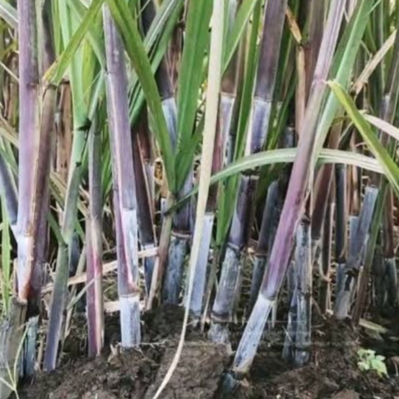 Jual Batang Tebu Merah 1 meter | Shopee Indonesia
