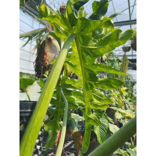 Jual Philodendron Bob Cee Variegated | Shopee Indonesia