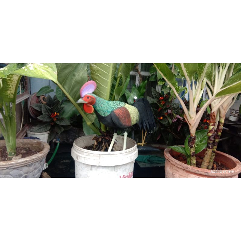 Jual jontrot/replika pikat ayam hutan bekisar jantan | Shopee Indonesia