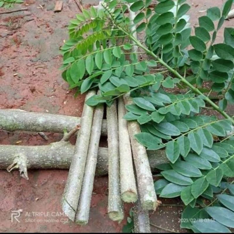 Jual Stek bibit Gamal / kleresede ( Gliricidia sepium ) tanaman pakan ...