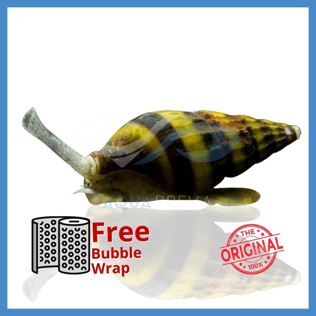 Jual Assassin Snail Keong Pemakan Keong Hama Killer Snail | Shopee ...
