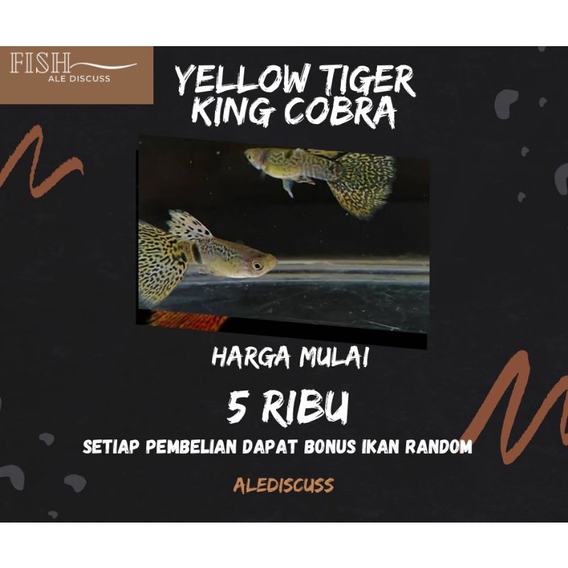 Jual packing Styrofoam Guppy YTKC || ikan hias | Shopee Indonesia