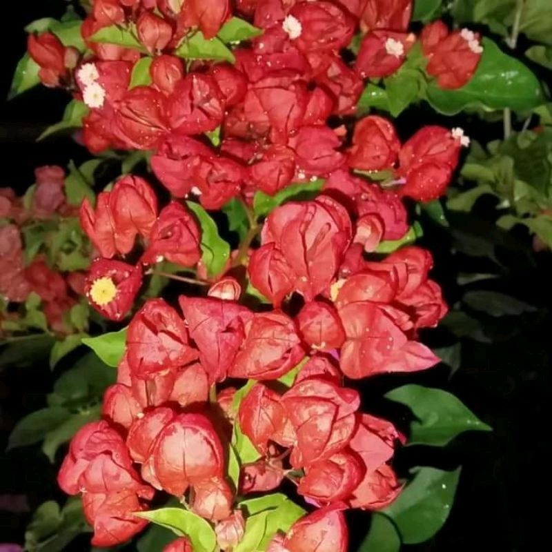 Jual Bougenville Anggur Bugenvil Anggur Red Bugenvil Import Ori ...