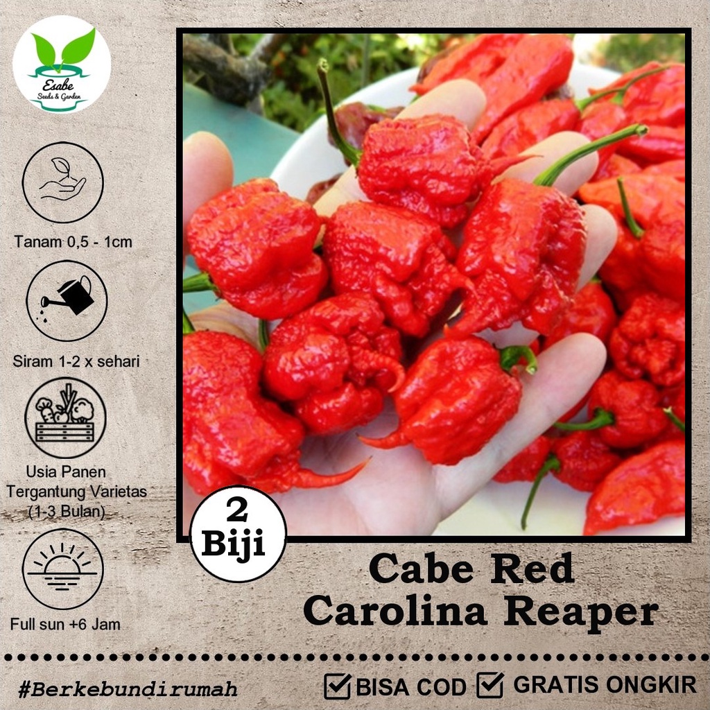 Jual Benih Biji Cabe Cabai Carolina Reaper Merah Benih Cabai Rekor ...