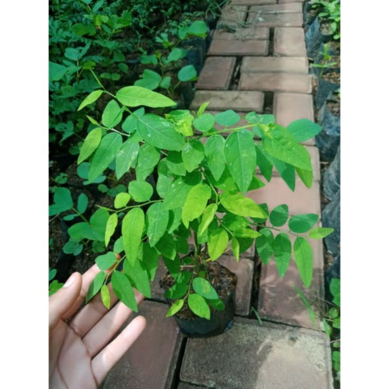 Jual Bibit Besar Daun Katuk Pohon Hidup Berakar Pelancar ASI Tanaman ...