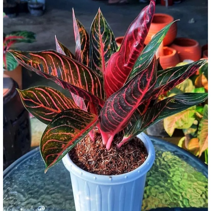 Jual Tanaman Aglonema Cantik/Tanaman Murah/Pride Of Sumatra/Tanaman ... Jual Tanaman Aglonema Cantik/Tanaman Murah/Pride Of Sumatra/Tanaman ...