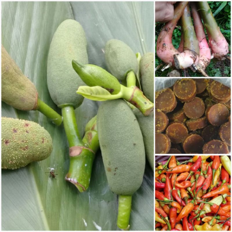 Jual Paket bahan rujak tumbuk buah babal/tongtolang | Shopee Indonesia